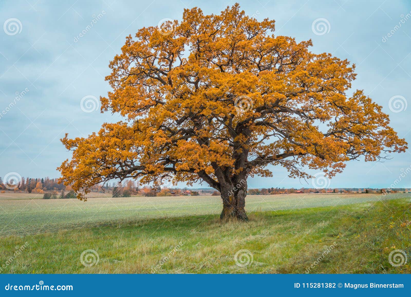 456 Oak Knotty Stock Photos - Free & Royalty-Free Stock Photos from ...
