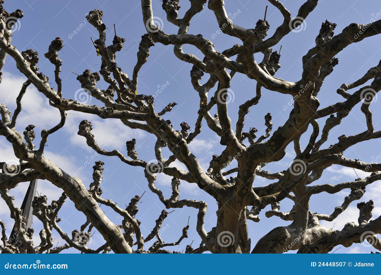 Knotty Old Tree stock image. Image of gnarled, unique - 24448507