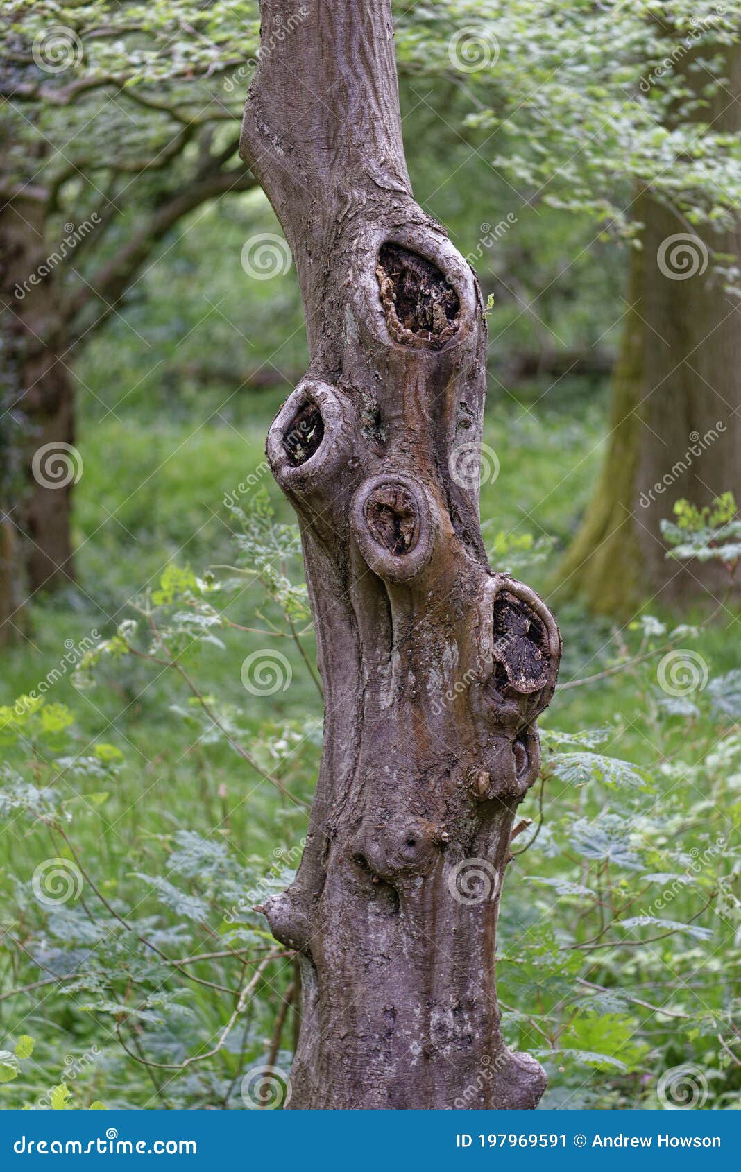 Knotty Tree Stock Image | CartoonDealer.com #74523643