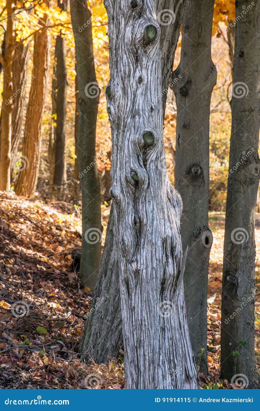 KnottyTree stock image. Image of tree, grain, autumn - 91914115