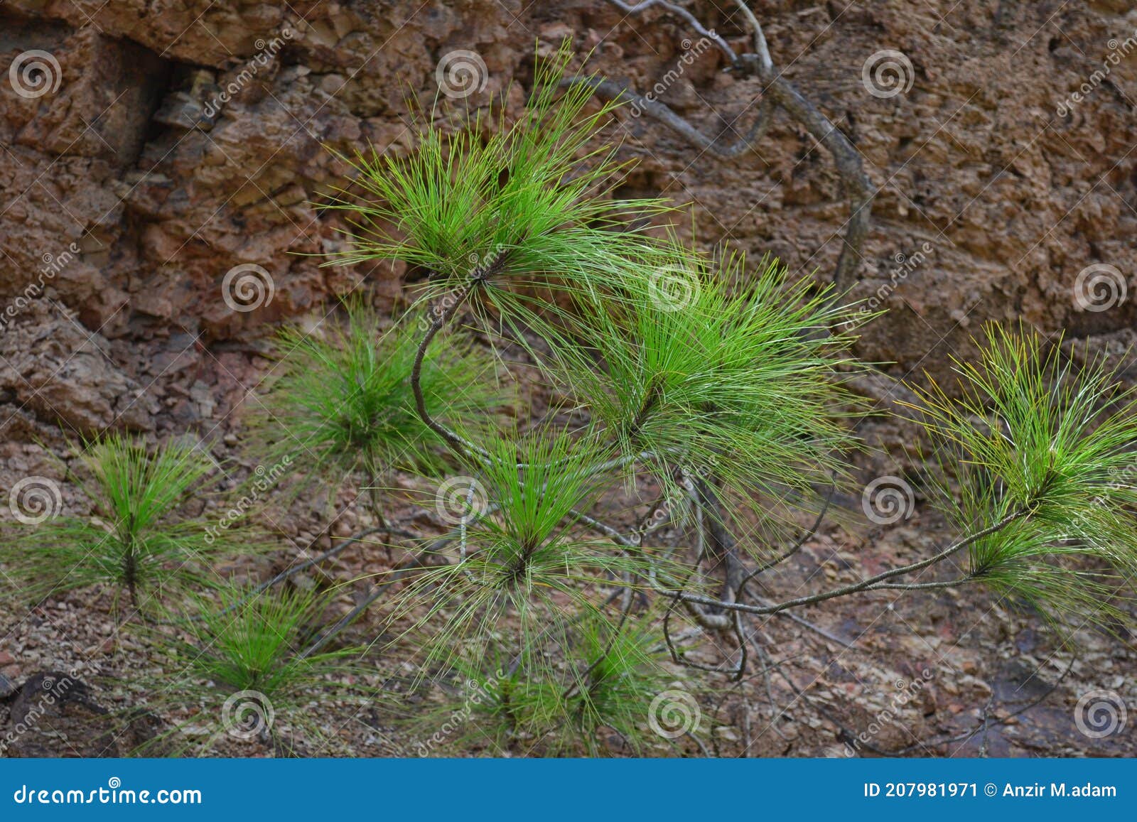 Know the Morphology of Pine Trees Stock Image - Image of color ...