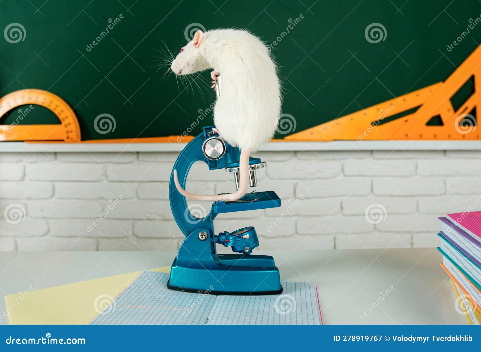 Knowledge and Education Concept. White Rat Sitting on Microscope. Copy ...
