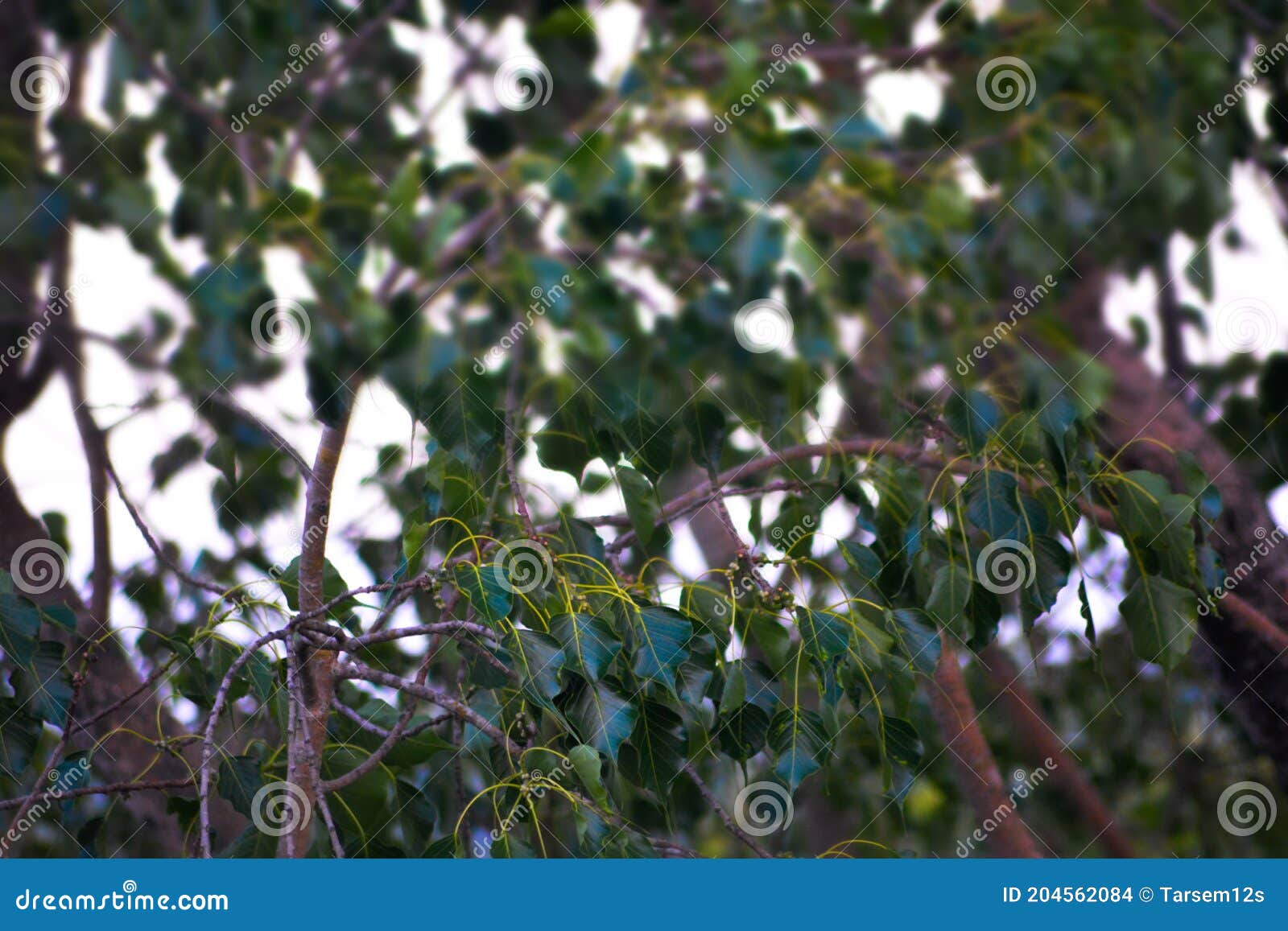 The Bodhi Tree and Pippala Trees Stock Photo - Image of peepal, jain ...
