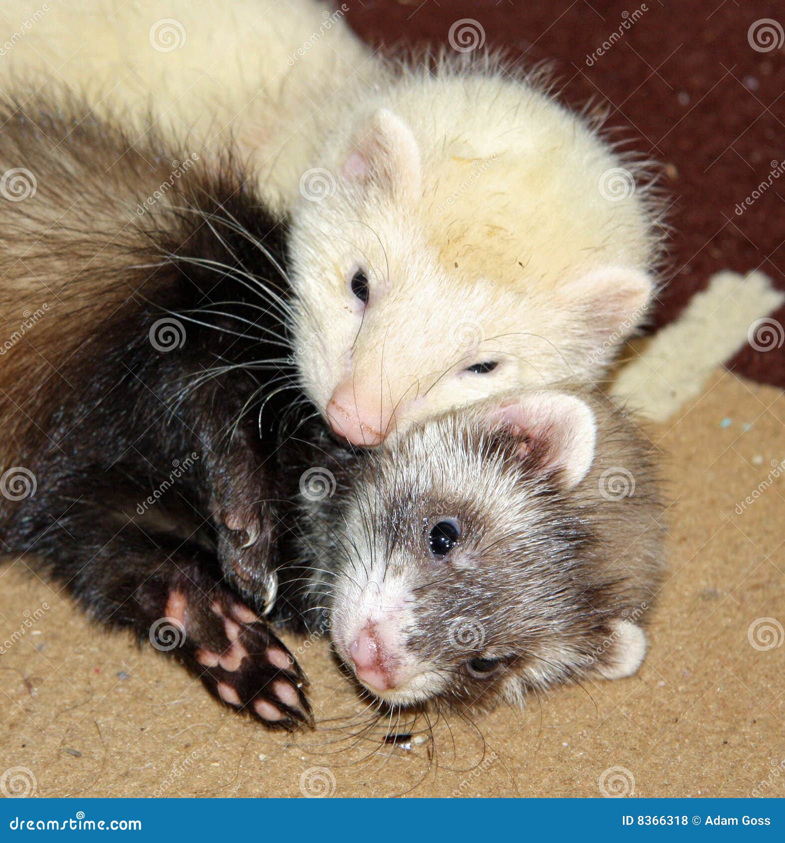 Knuffelende fretten stock foto. Image of babys, metgezellen - 8366318