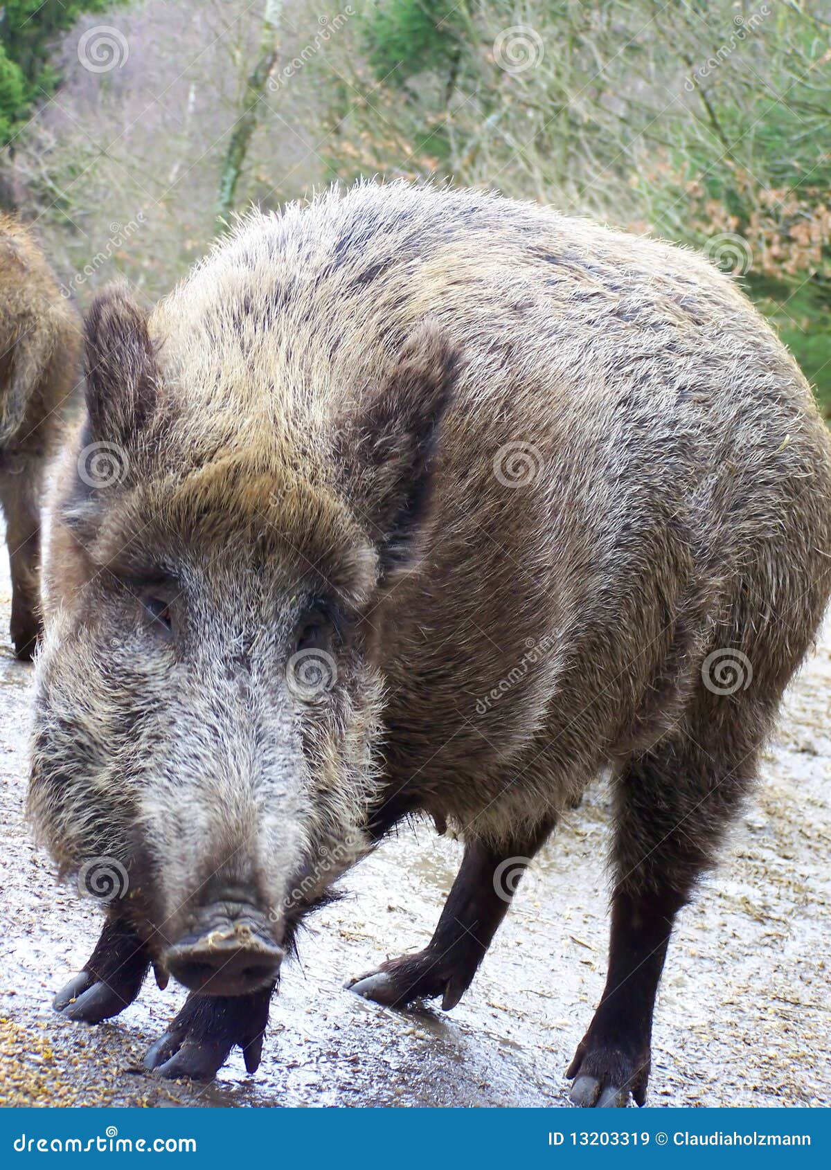 Knur obraz stock. Obraz złożonej z trufle, świnia, knur - 13203319