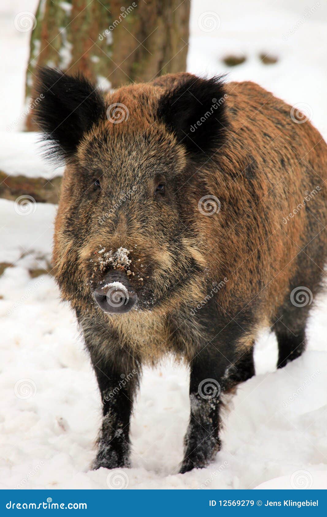 Knur dziki obraz stock. Obraz złożonej z patrzeje, greenbacks - 12569279