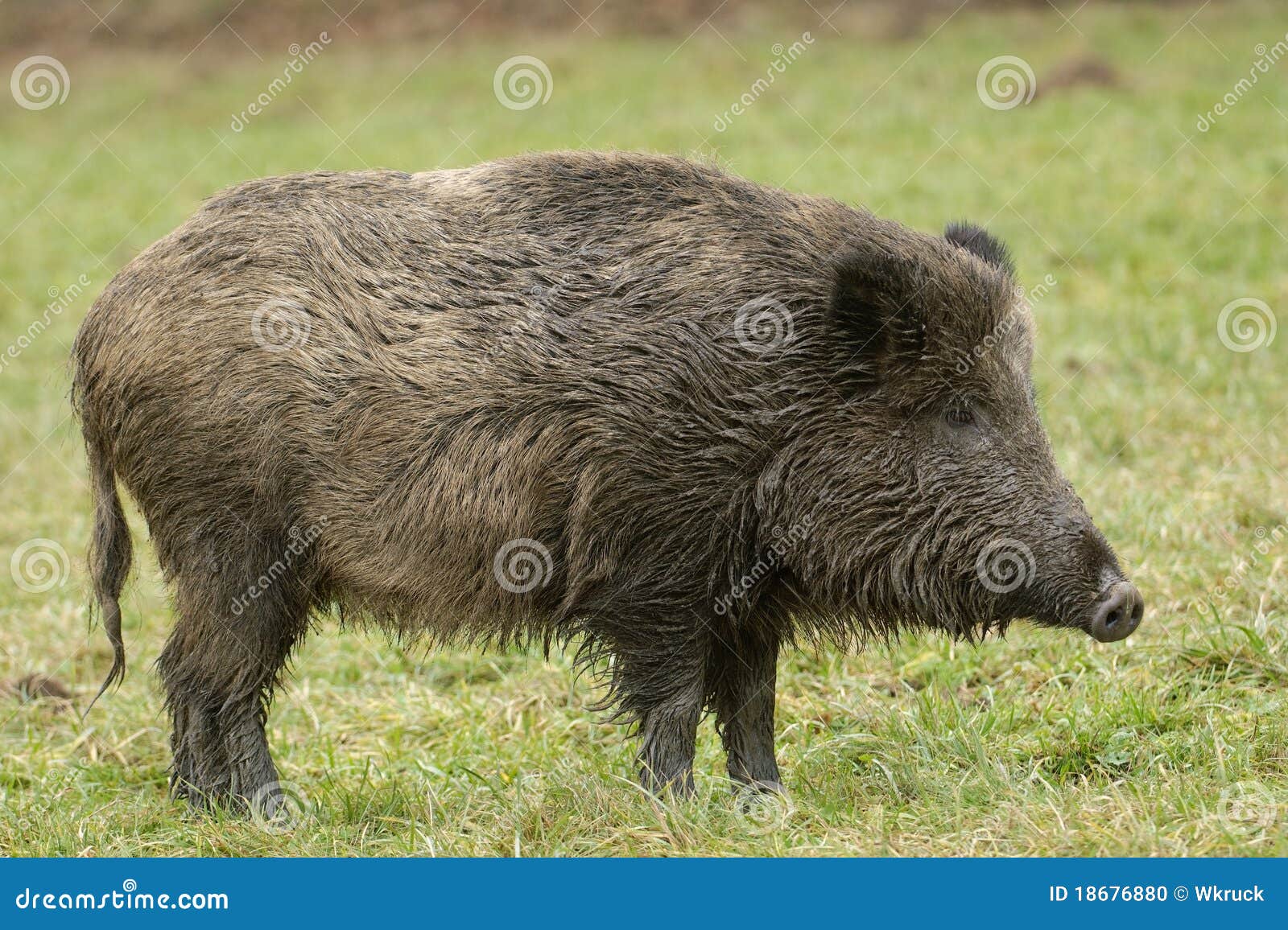 Knur dziki zdjęcie stock. Obraz złożonej z świnia, jesienny - 18676880