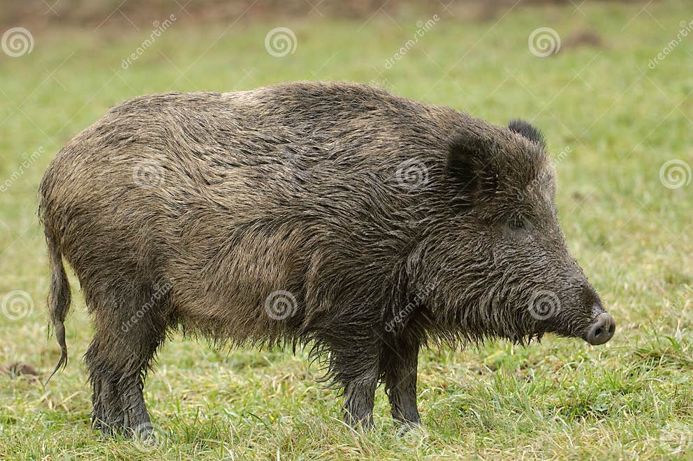Knur dziki zdjęcie stock. Obraz złożonej z świnia, jesienny - 18676880