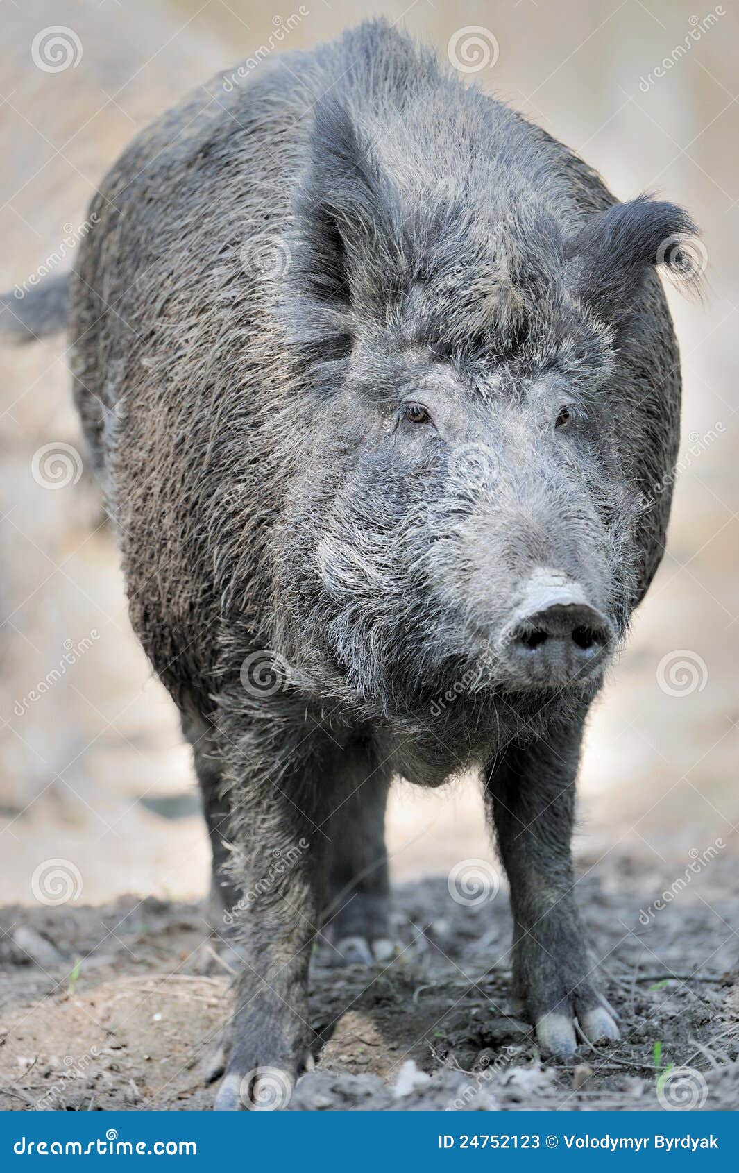 Knur dziki obraz stock. Obraz złożonej z twarz, bestia - 24752123