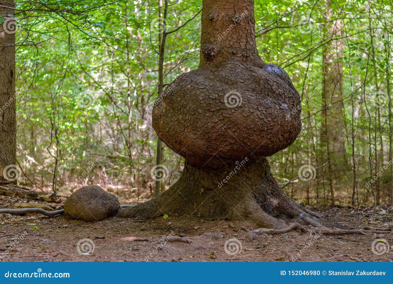 Knur on the tree stock photo. Image of brown, plant - 152046980