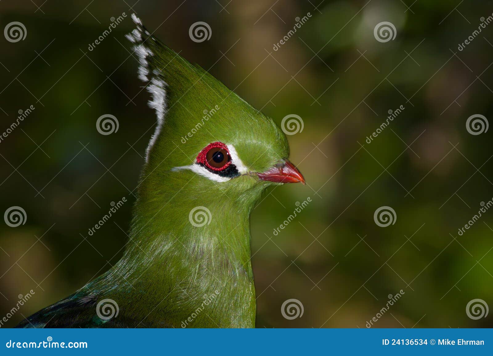 Knysna Lourie stock photo. Image of lourie, crest, head - 24136534