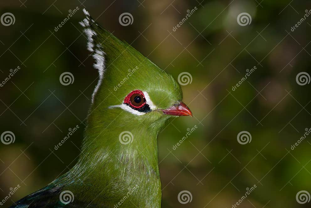Knysna Lourie stock photo. Image of lourie, crest, head - 24136534