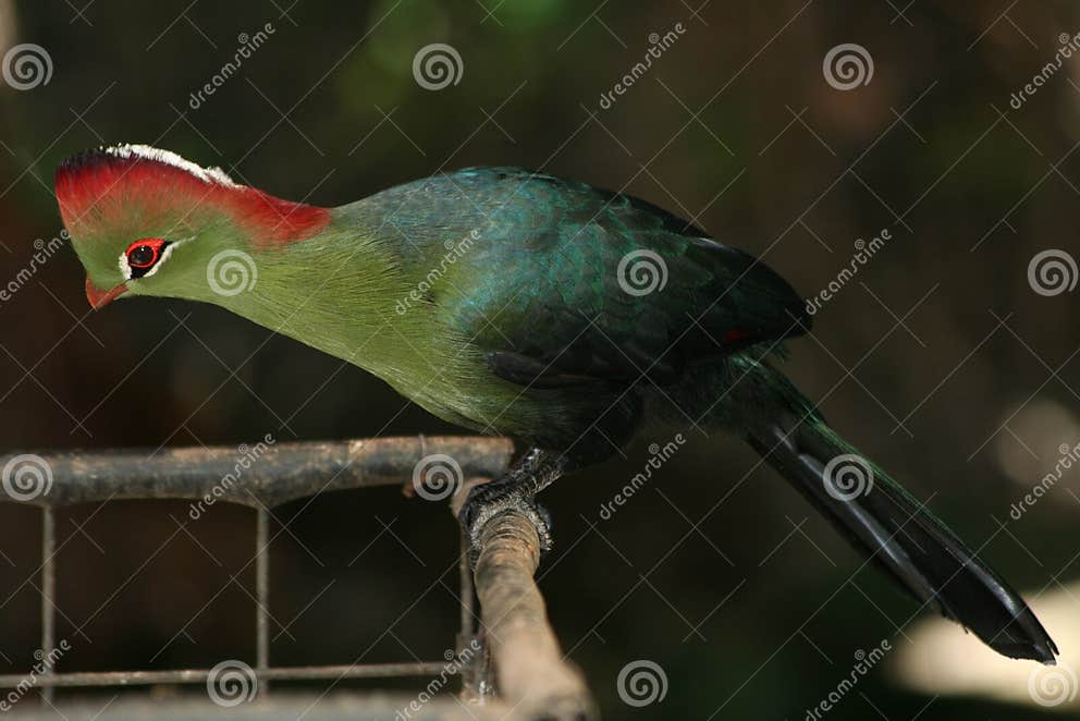 Knysna Lourie stock image. Image of bird, africa, route - 7804617