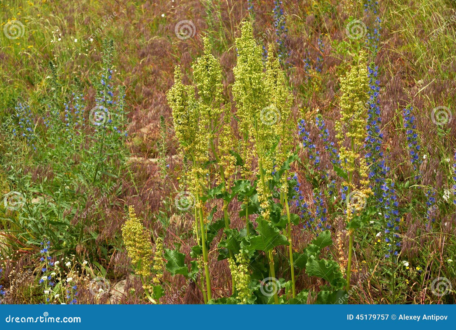 Koński Kobylak Na Herbage Tle Obraz Stock - Obraz złożonej z kobylak ...
