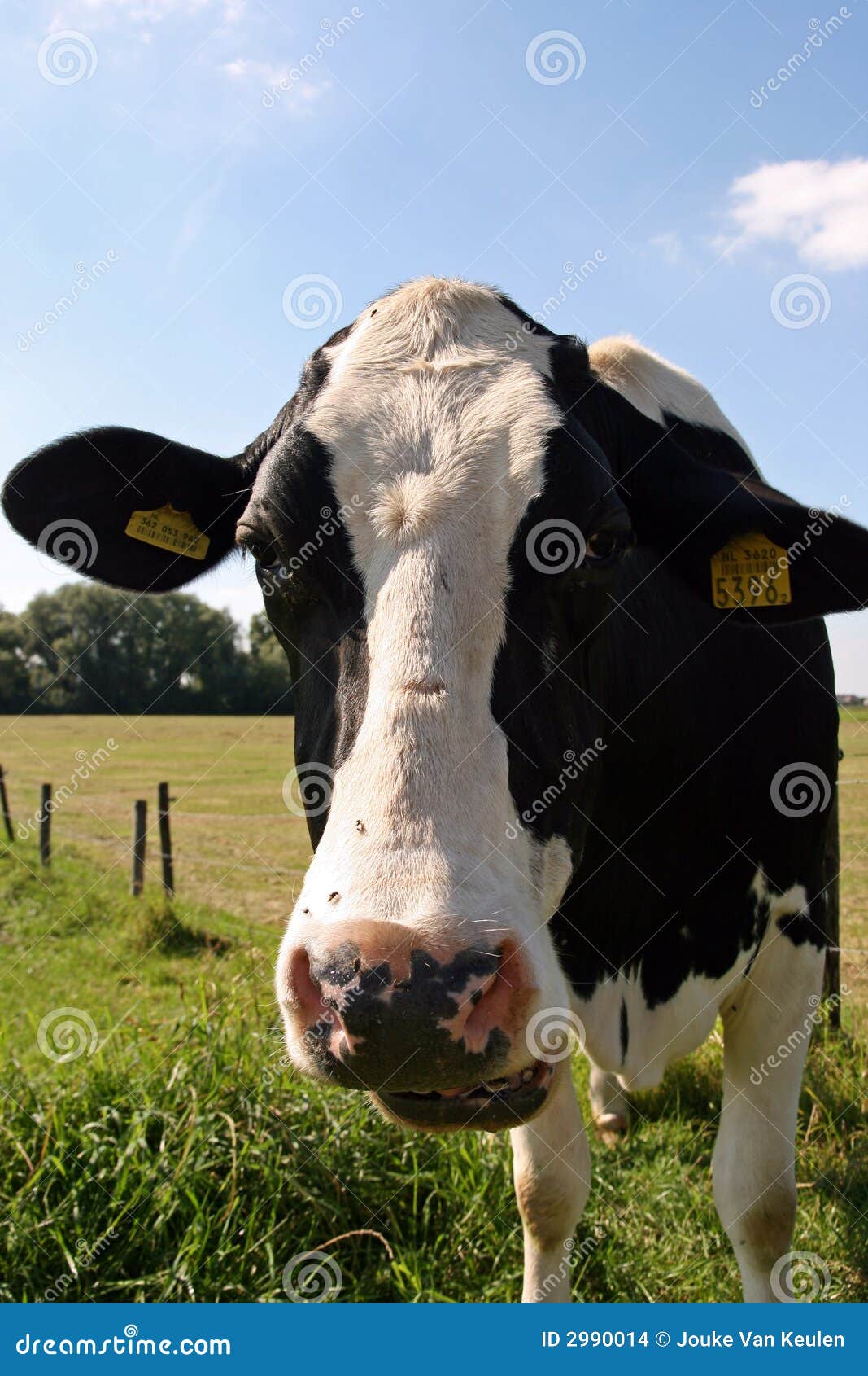 Ko Bild. Bild: 2990014