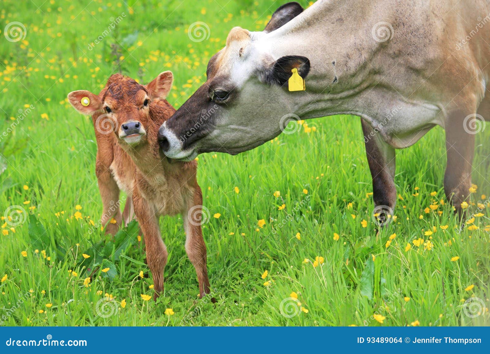 Ko och kalv arkivfoto. Bild av lantbruk, kalvar, nötkött - 93489064