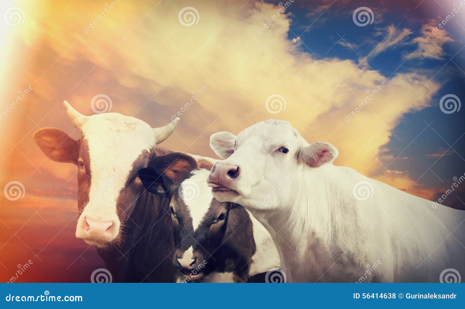 Ko och kalv och tjur arkivfoto. Bild av barn, hemhjälp - 56414638