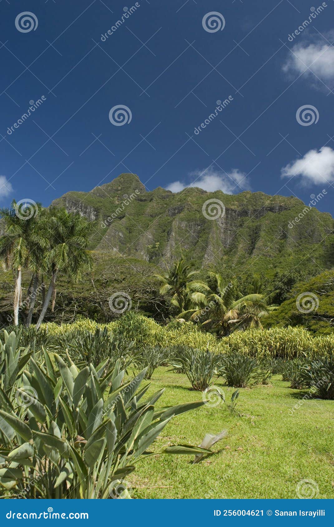 Ko Olau Range of Mountains, Hawaii Stock Image - Image of forest, hill ...