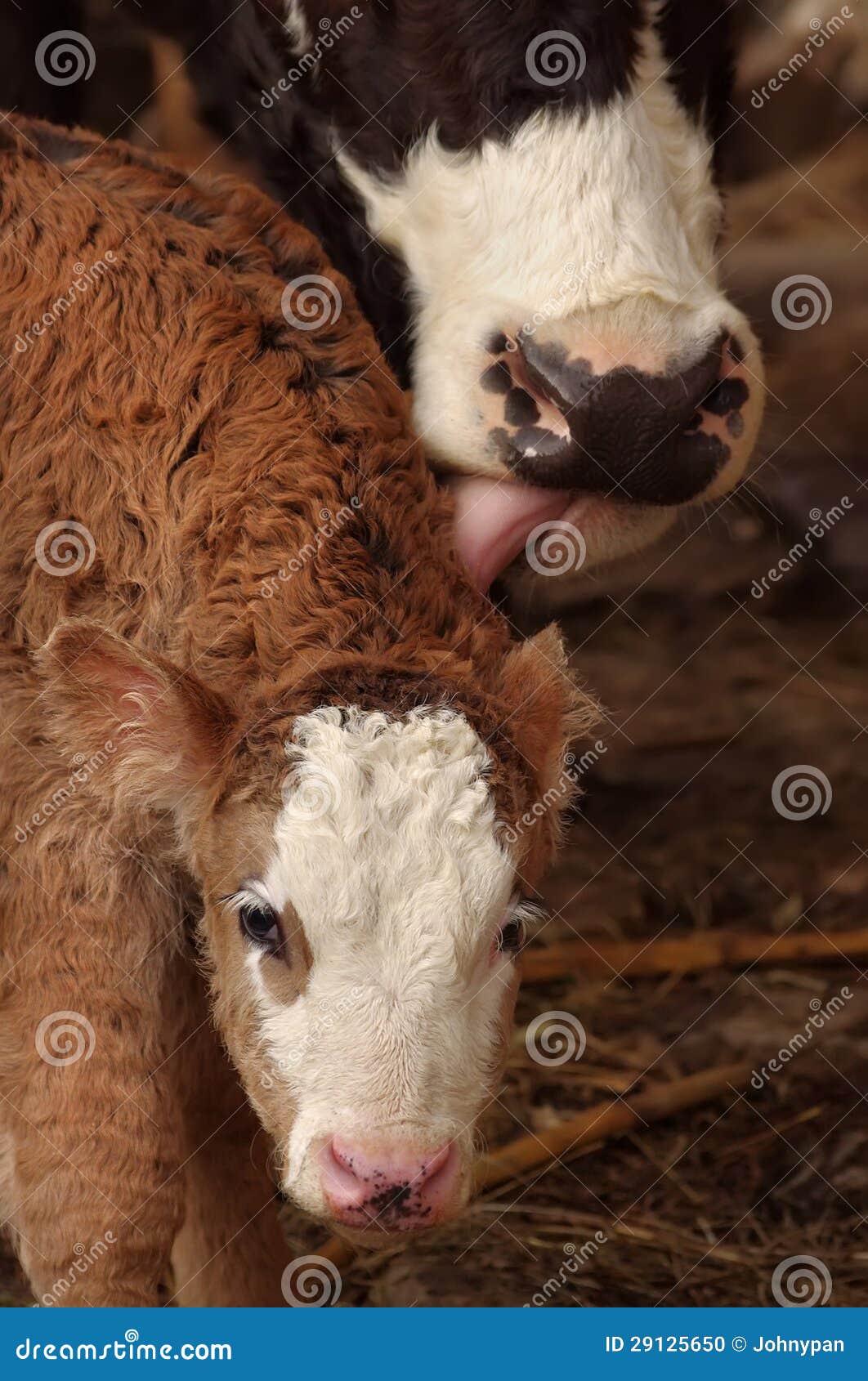 Ko som slickar kalven arkivfoto. Bild av plattform, stängning - 29125650