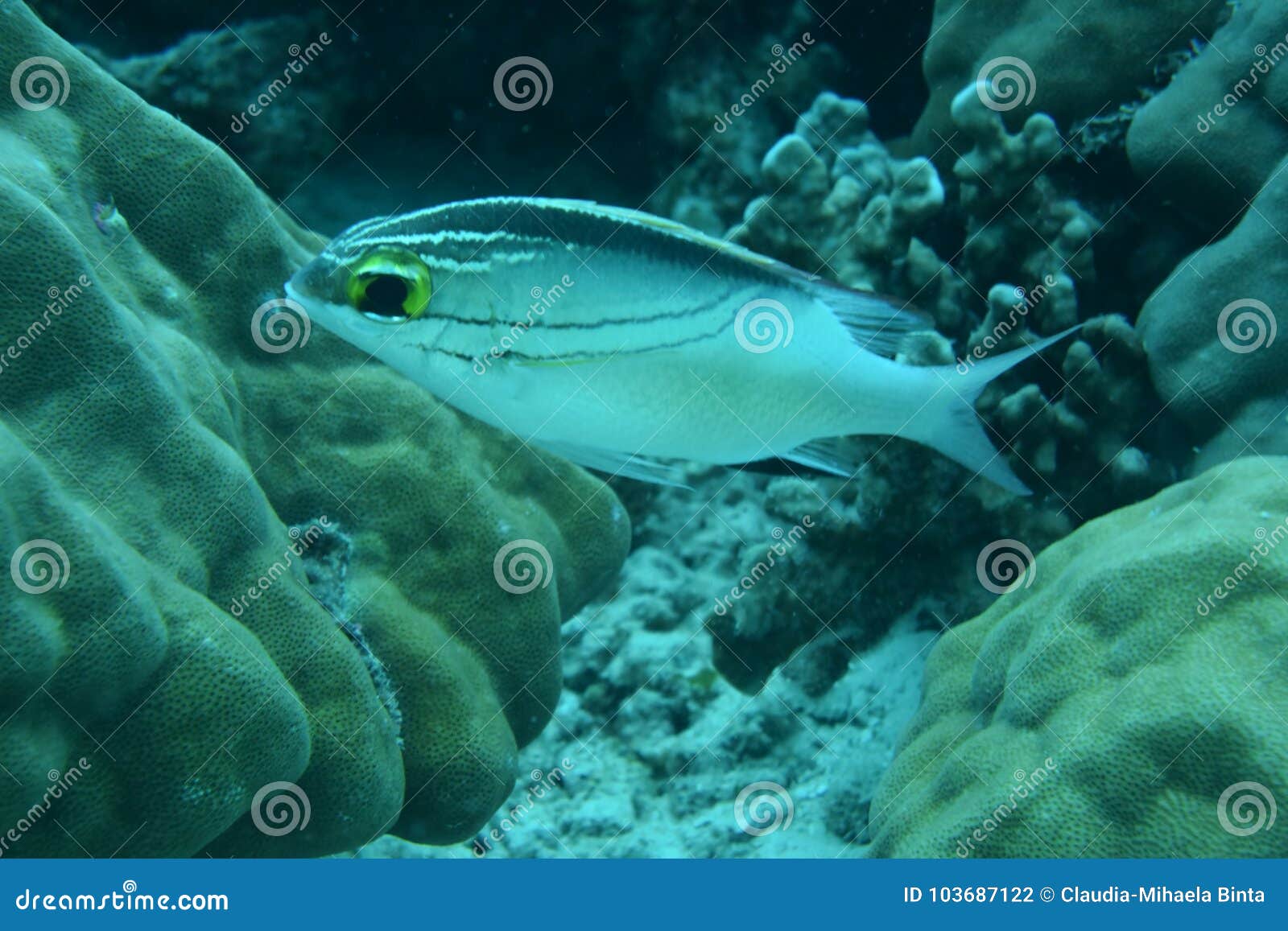 Tchai Stock Photos - Free & Royalty-Free Stock Photos from Dreamstime