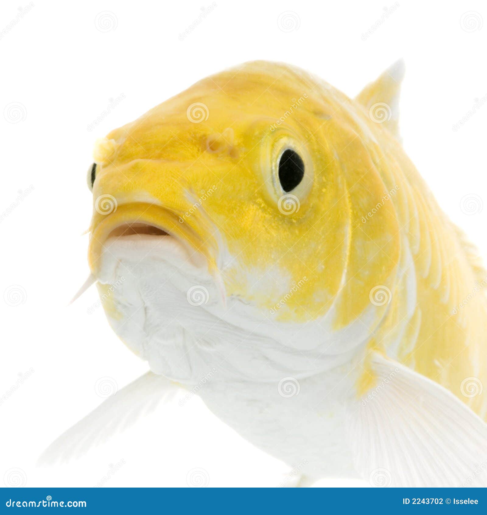 Yellow Koi Ogon Fish, Cyprinus Carpio, Studio Shot Royalty-Free Stock ...