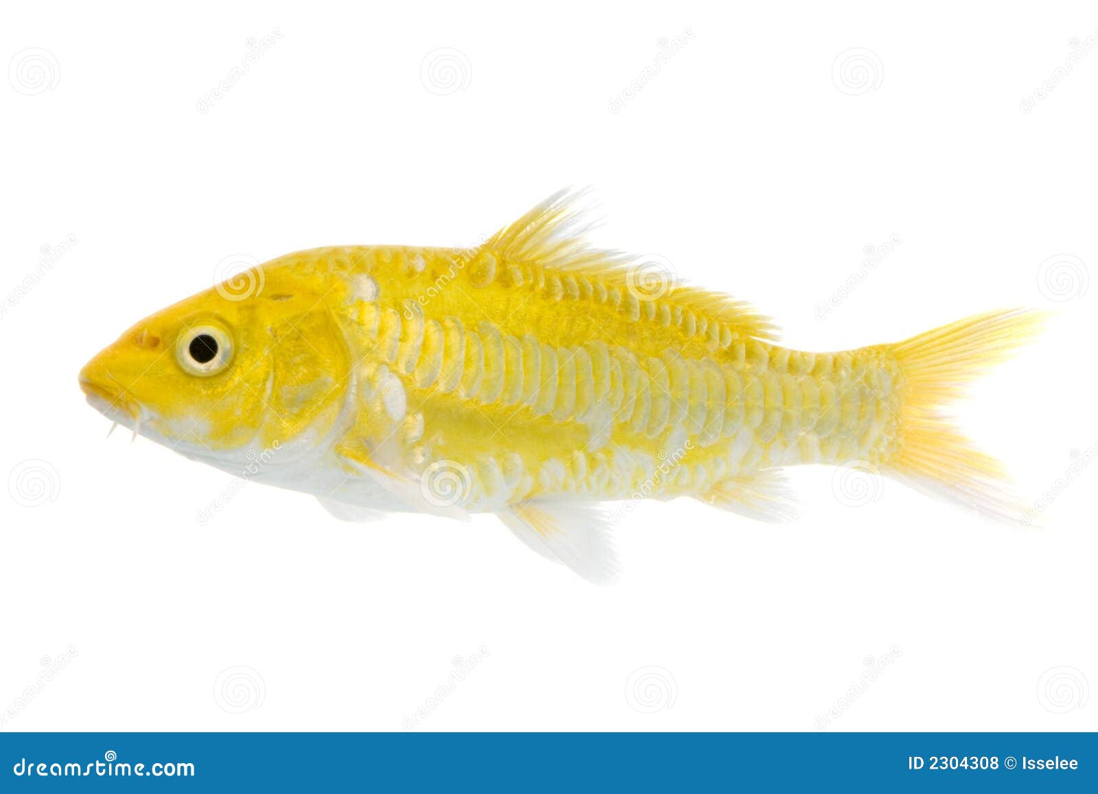 Yellow Koi Ogon- Cyprinus Carpio Royalty-Free Stock Photography ...