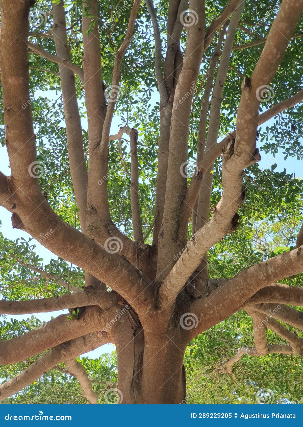 Koa Tree Plantation at the Garden Stock Image - Image of ubud, wood ...