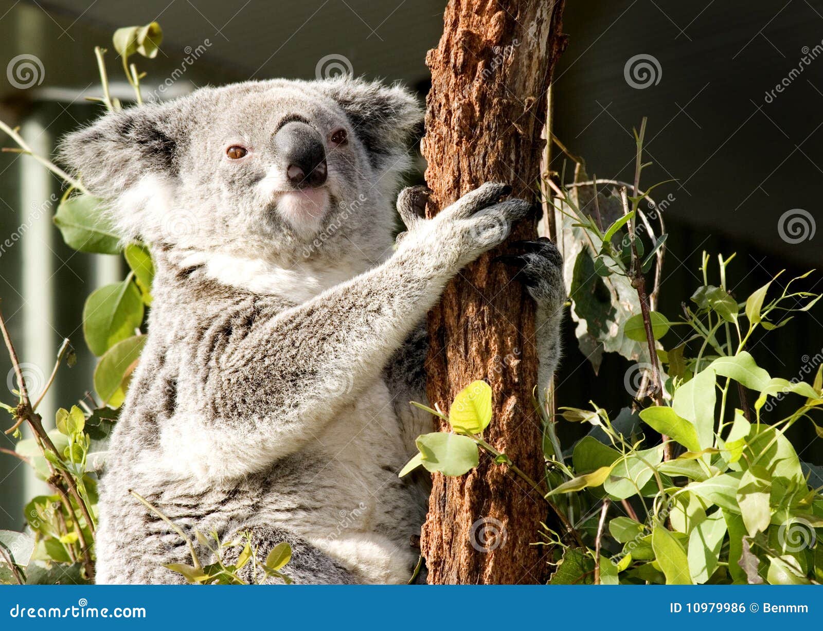 Koala stock photo. Image of endangered, bush, indigenous - 10979986