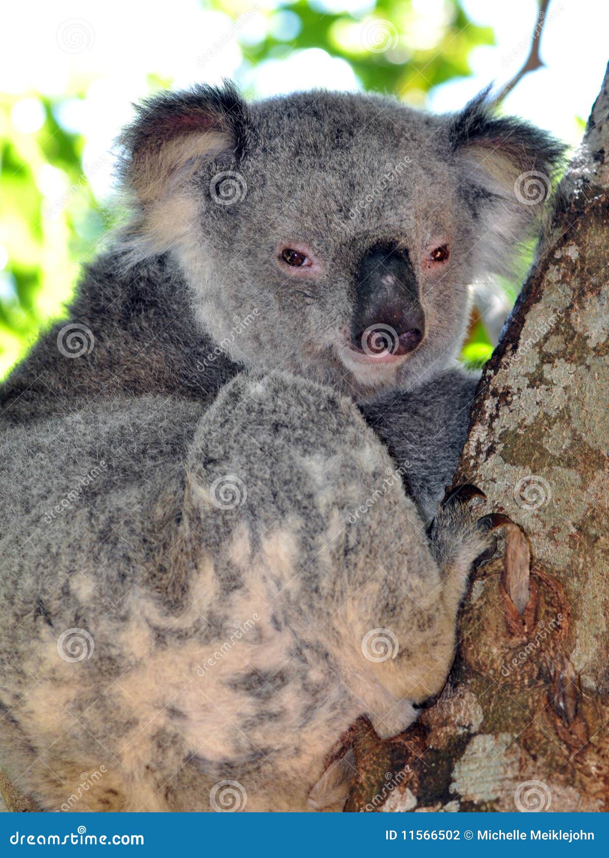 Koala stock photo. Image of cute, cuddly, koala, bush - 11566502