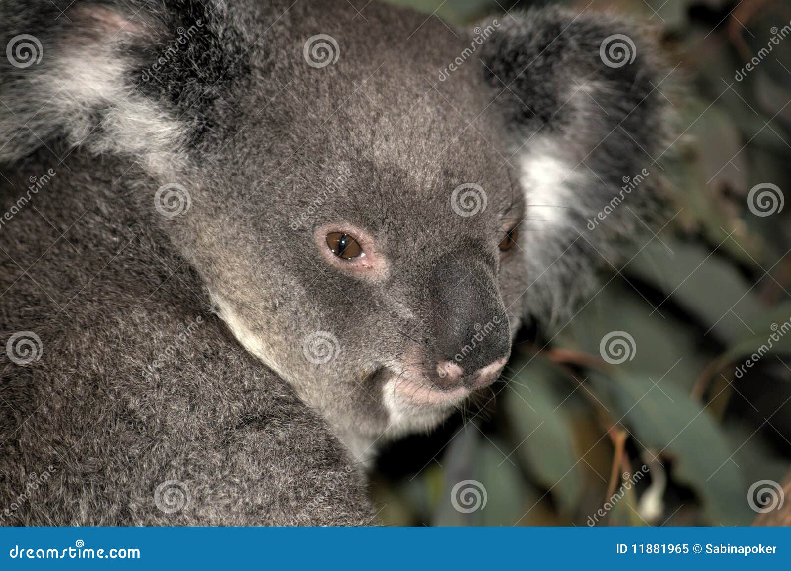 Koala stock image. Image of soft, nice, eyes, mammal - 11881965