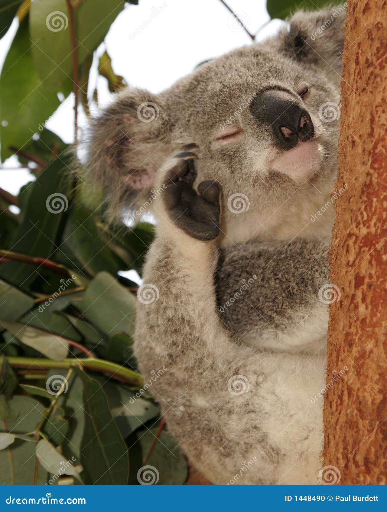 Koala stock photo. Image of marsupial, calm, tree, climbing - 1448490