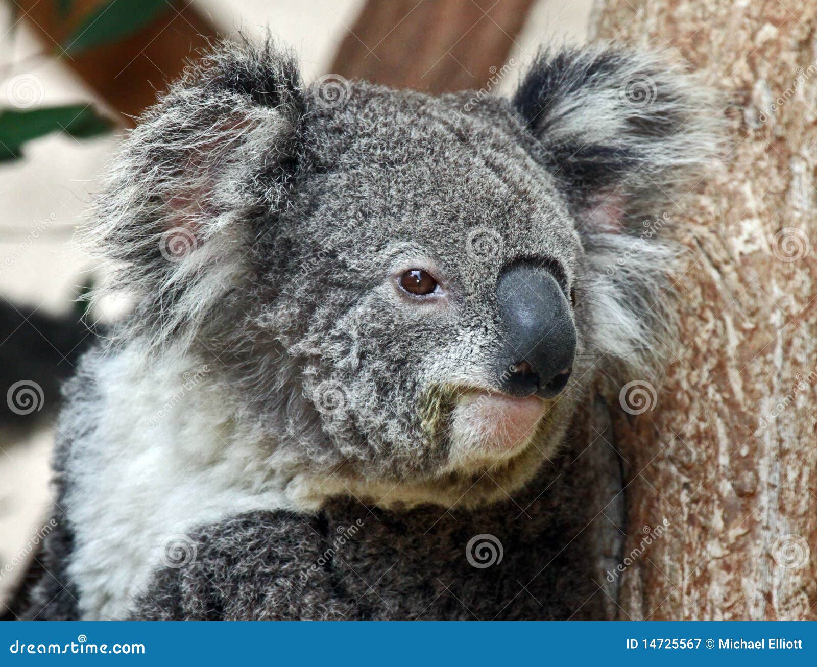 Koala stock image. Image of wild, observing, australian - 14725567