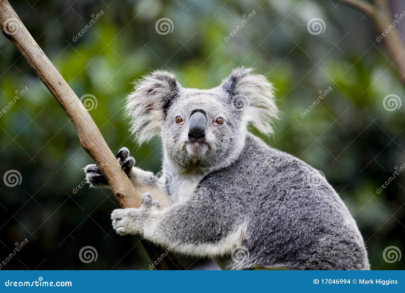 Koala stock photo. Image of face, animal, ears, grey - 17046994