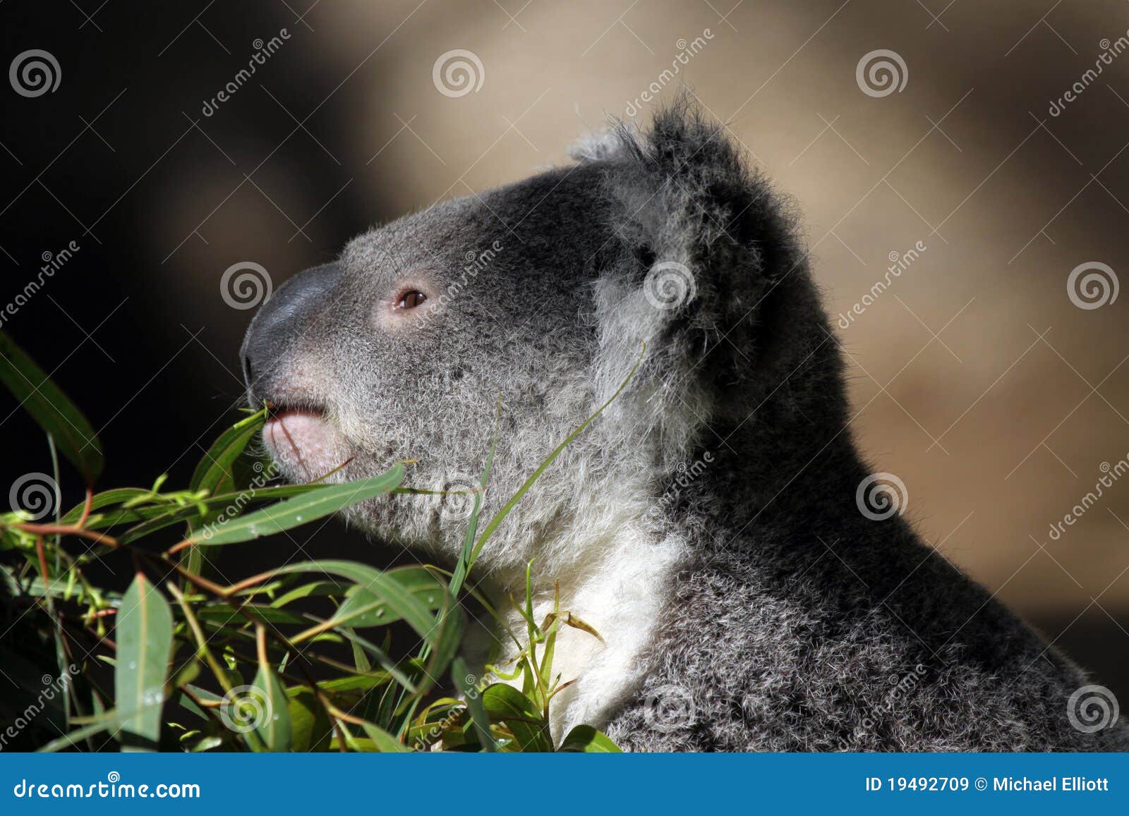 Koala stock image. Image of view, looking, profile, marsupial - 19492709