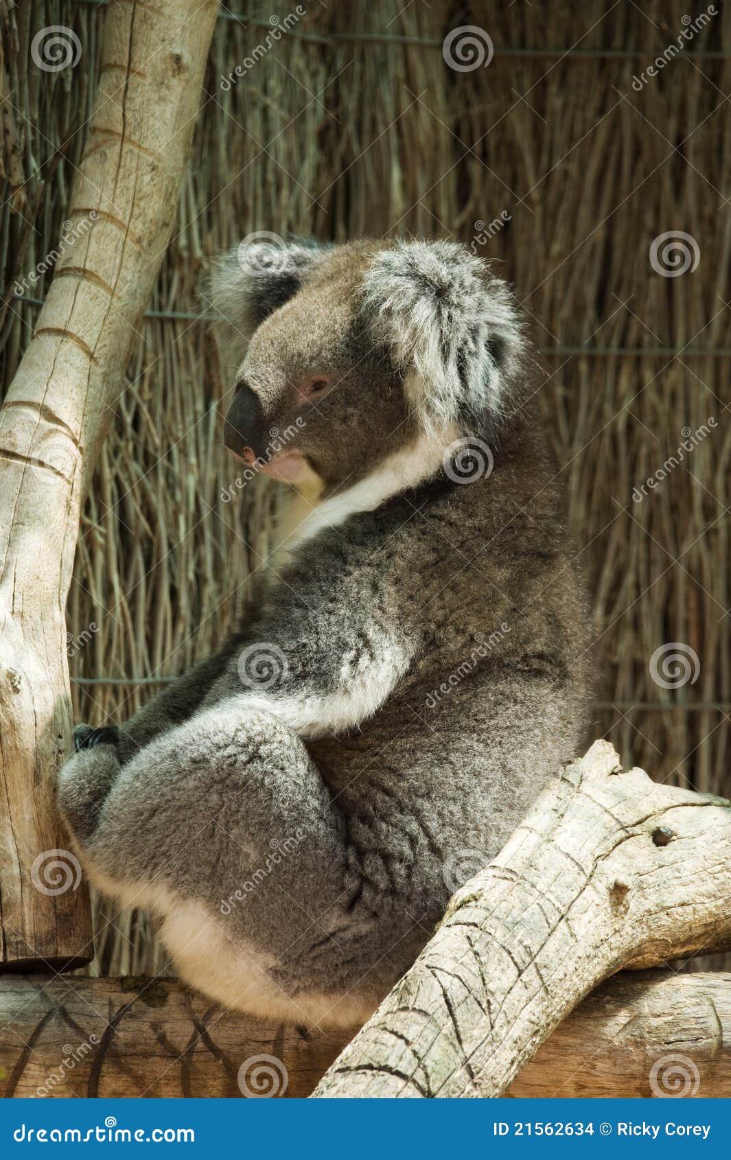 Koala stock photo. Image of grey, animal, native, bear - 21562634