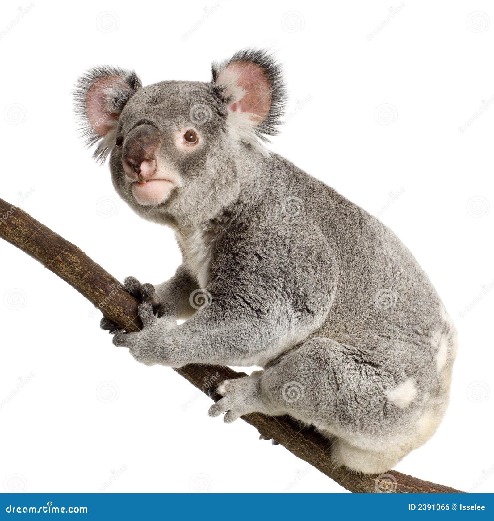 Koala Royalty Free Stock Image - Image: 2391066