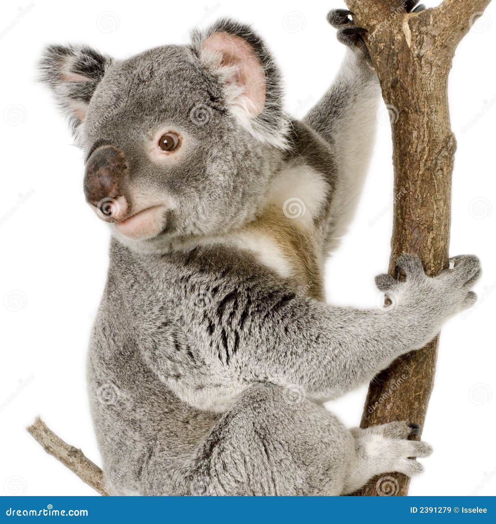 Koala Royalty Free Stock Images - Image: 2391279