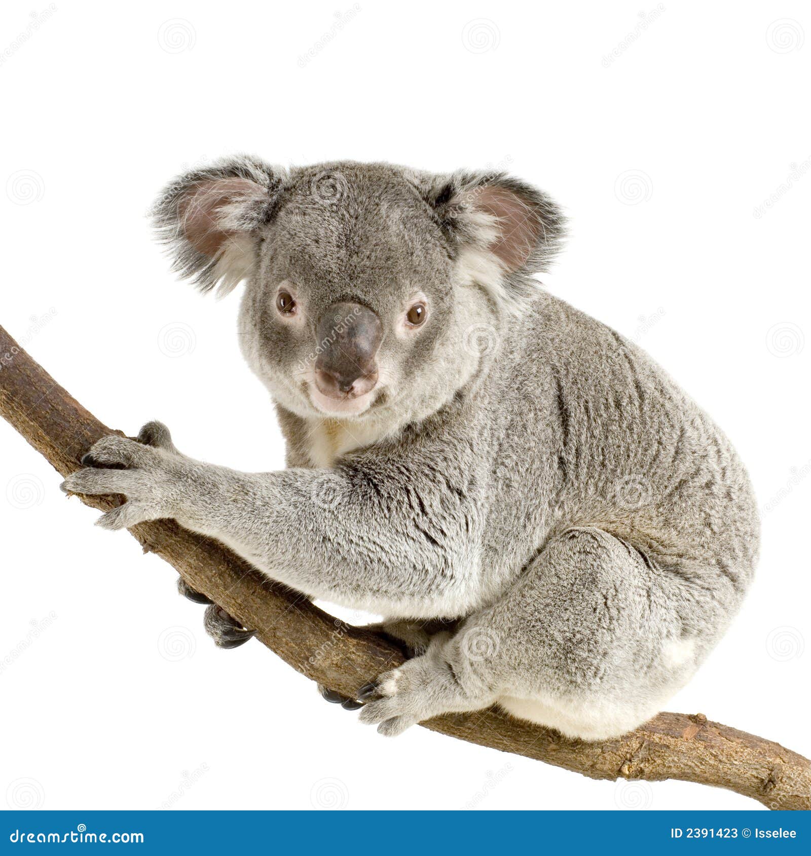 Koala stock image. Image of koala, captivity, wildlife - 2391423
