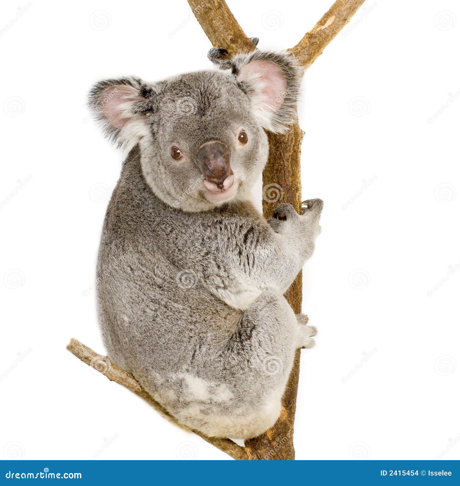 Koala stock photo. Image of white, branch, koala, animal - 2415454