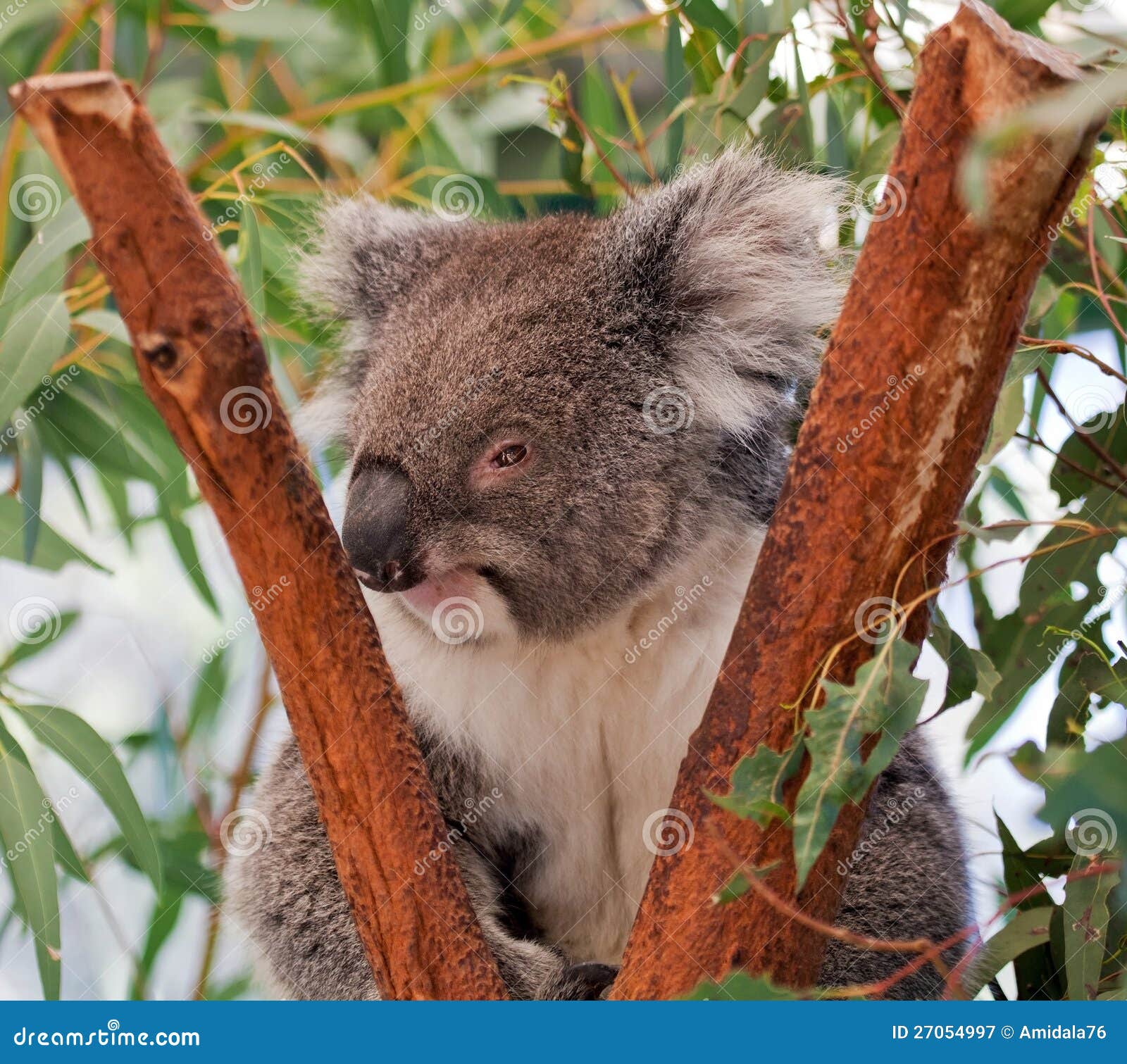 Koala stock image. Image of forest, mammals, bear, australia - 27054997