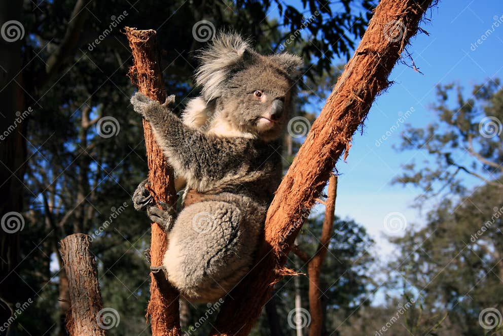 Koala stock image. Image of small, sydney, tree, animals - 3325333
