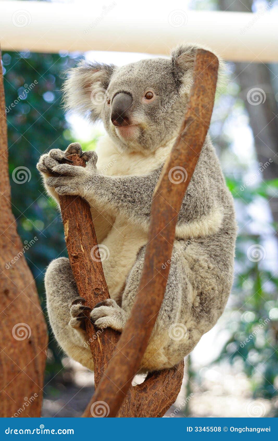 Koala stock photo. Image of animal, fauna, organism, wild - 3345508