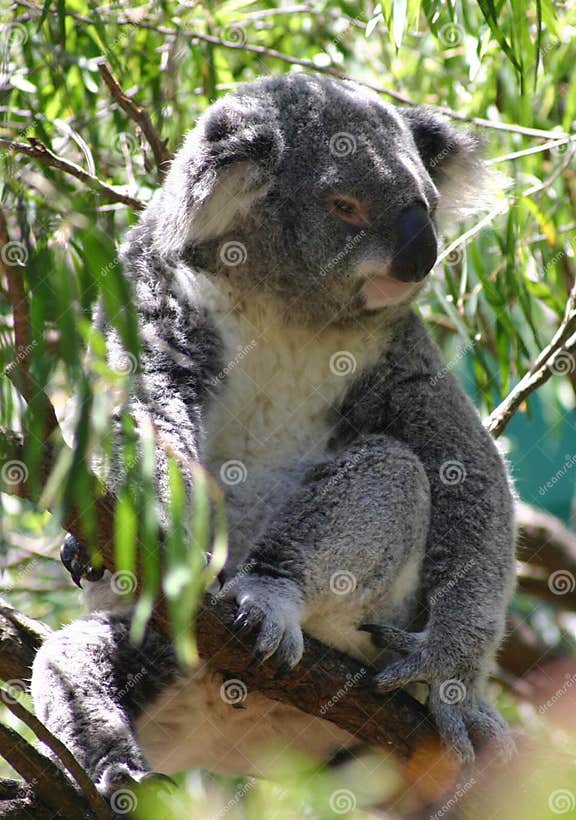 Koala stock photo. Image of outdoors, bear, mammal, nature - 57948