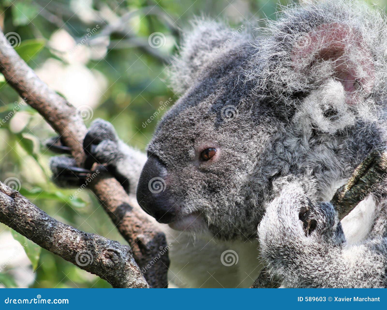 Koala stock image. Image of australia, sydney, mammal, koala - 589603