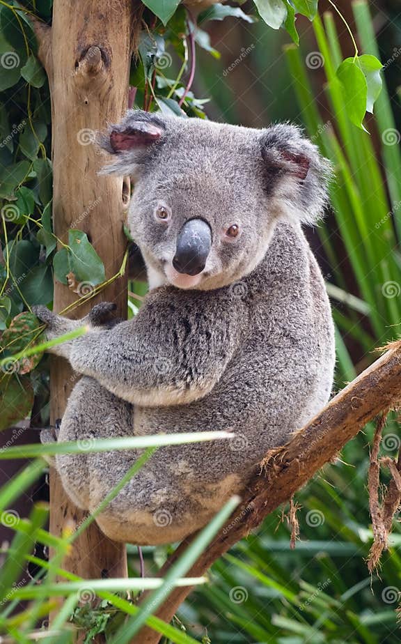 Koala stock photo. Image of grey, australia, furry, green - 6921780