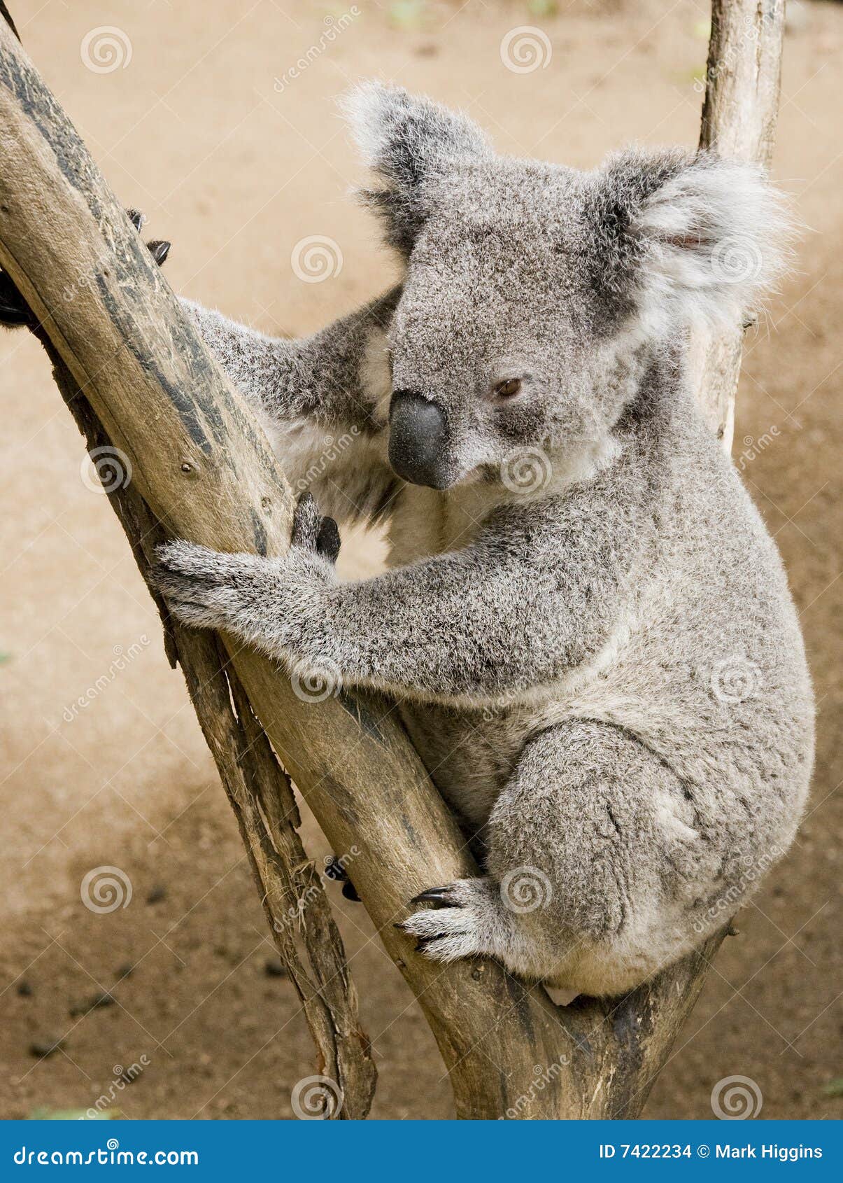 Koala stock photo. Image of nature, animal, thinking, extinct - 7422234