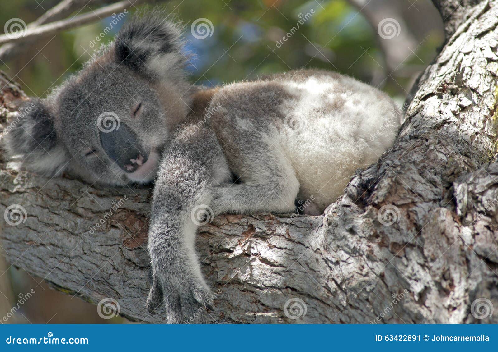 Koala stock image. Image of sleep, wildlife, tree, asleep - 63422891