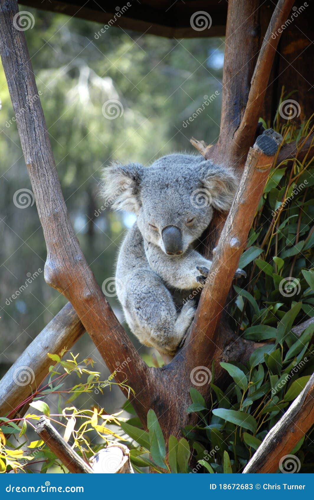 Koala asleep in a tree stock image. Image of herbivore - 18672683