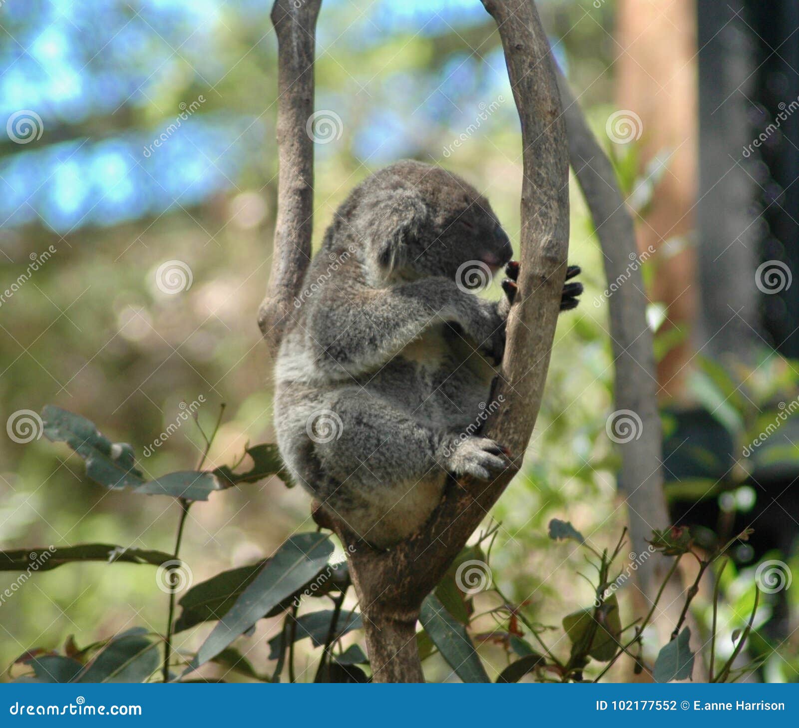 A koala asleep in a tree. stock photo. Image of mammals - 102177552