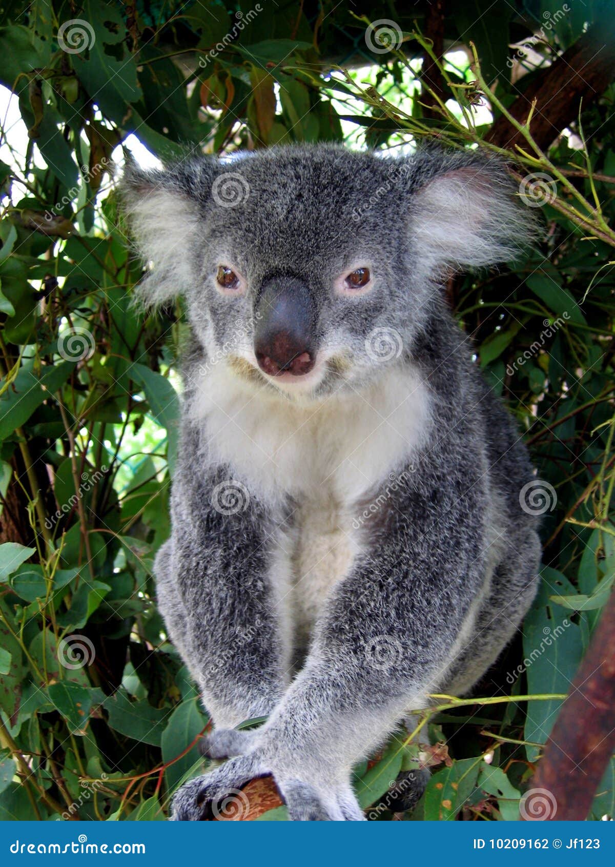 Koala in Australia stock photo. Image of nature, animals - 10209162